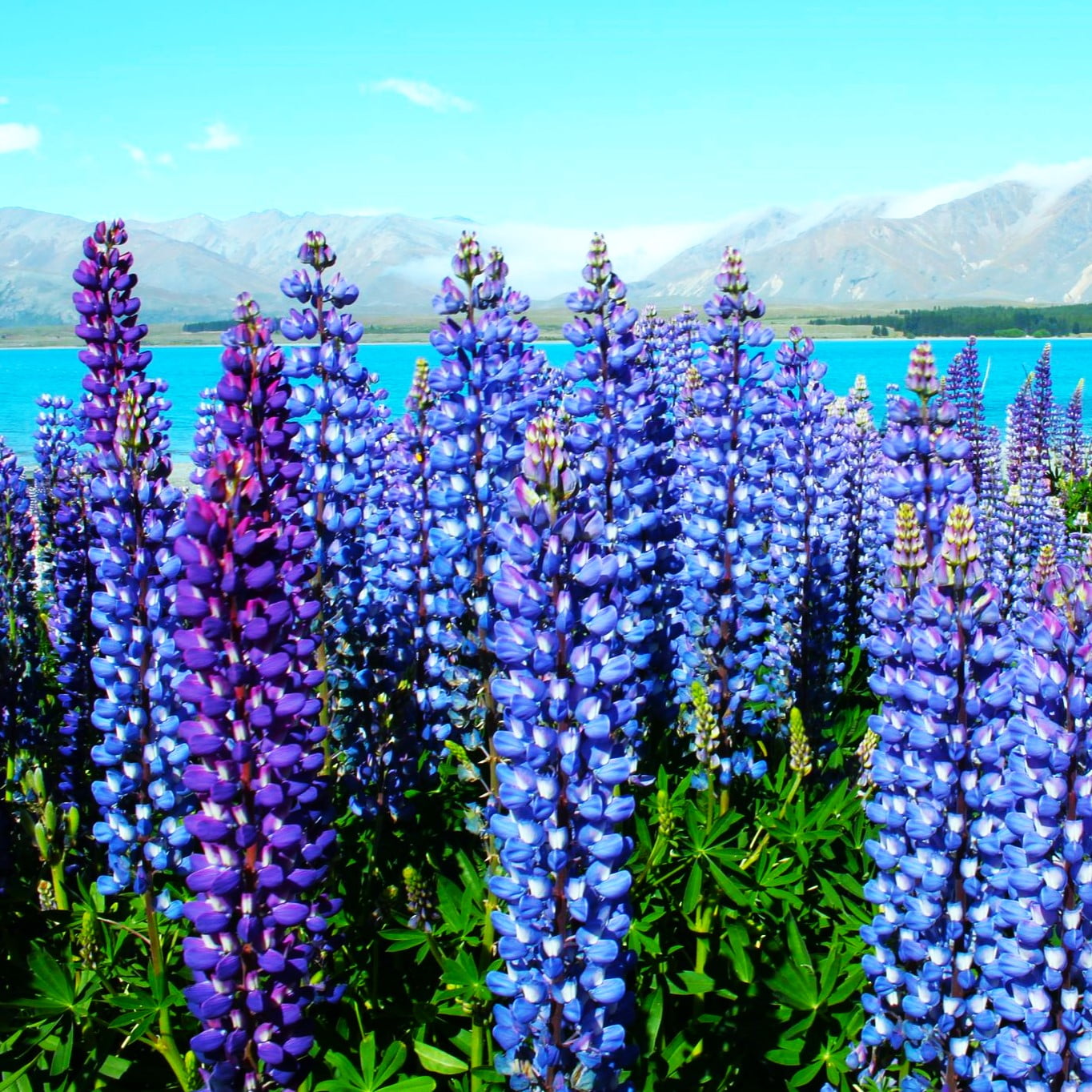 TomorrowSeeds - The Governor Blue Russell Lupine Seeds - 600+ Count ...
