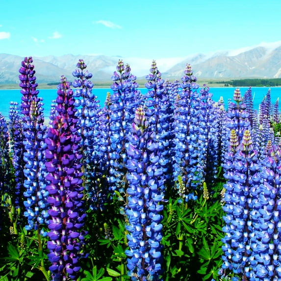 TomorrowSeeds - The Governor Blue Russell Lupine Seeds - 3000+ Count - For 2025 Planting Deep ...