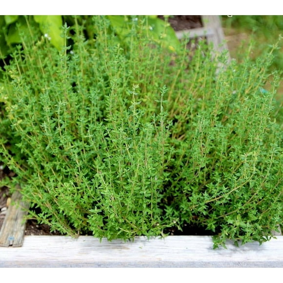 Herb Garden Rosemary