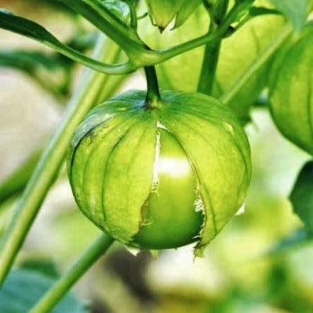 TomorrowSeeds - Toma Verde Tomatillo Seeds - 600+ Count - For 2025 ...