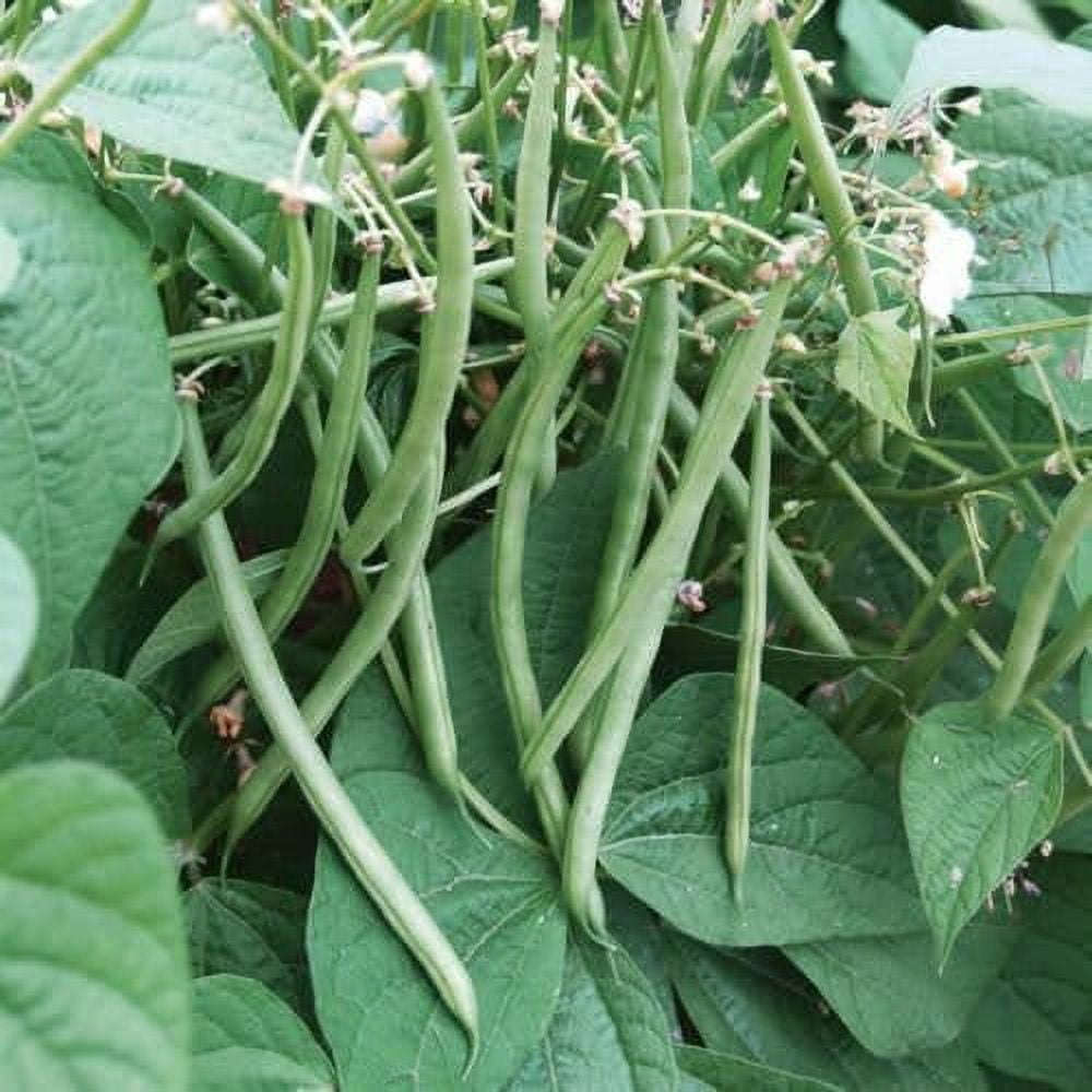 TomorrowSeeds - Top Crop Green Bean Seeds - 180+ Count Packet - AAS ...
