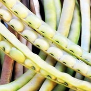 100 LADY COWPEA Cow Pea Southern Pea Vigna Unguiculata Legume White ...