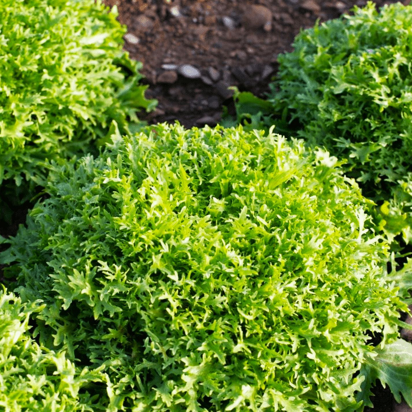 TomorrowSeeds - Tres Fine Endive Seeds - 1000+ Count - For 2026 ...