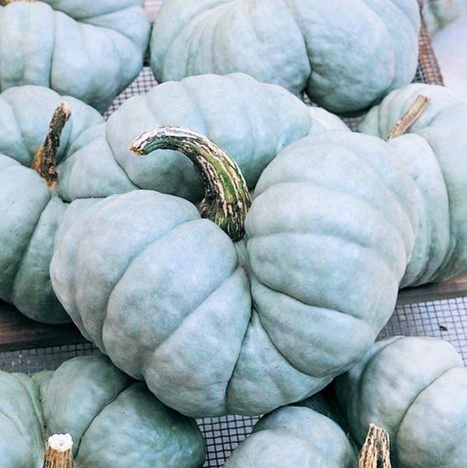 TomorrowSeeds - Triamble Blue Pumpkin Seeds - 30+ Count - For 2025 ...