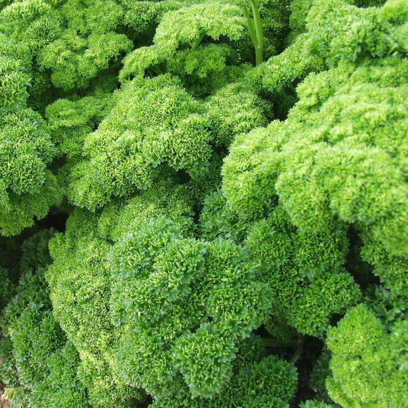 TomorrowSeeds - Triple Moss Curled Parsley Seeds - 6000+ Count - For ...