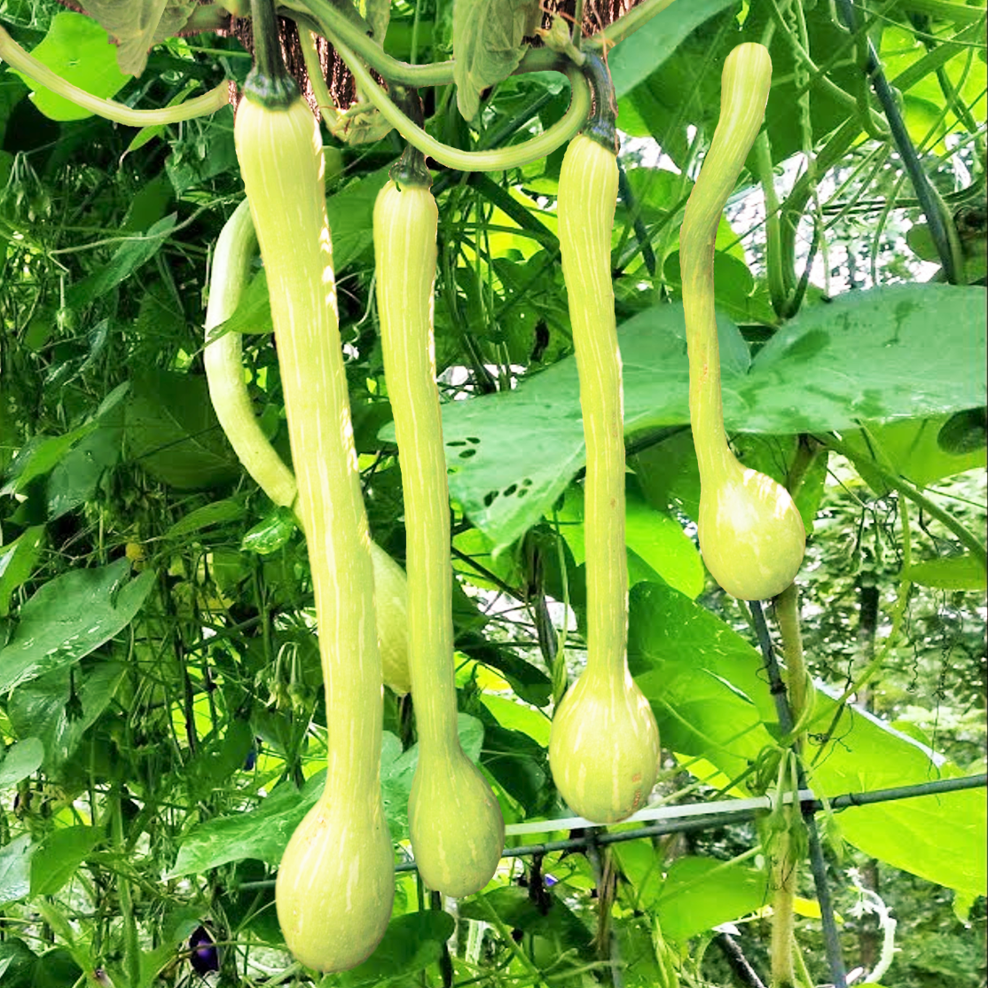 TomorrowSeeds - Tromboncino Squash Seeds - 30+ Count - For 2025 ...