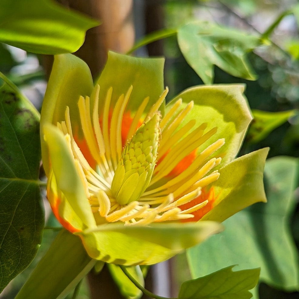 TomorrowSeeds - Tulip Poplar Tree Seeds - 50+ Count - For 2026 Planting ...