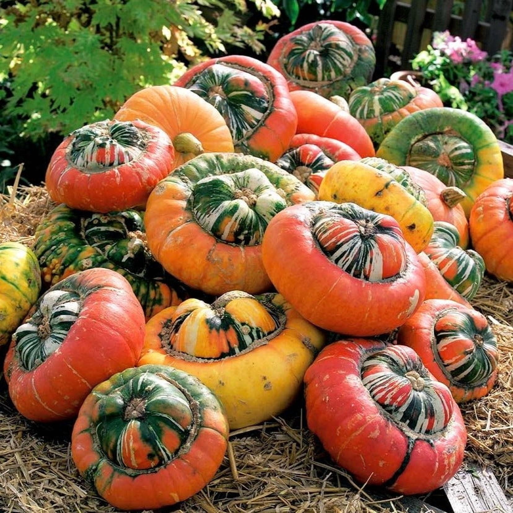 TomorrowSeeds - Turk's Turban Pumpkin Seeds - 20+ Count - For 2026 ...