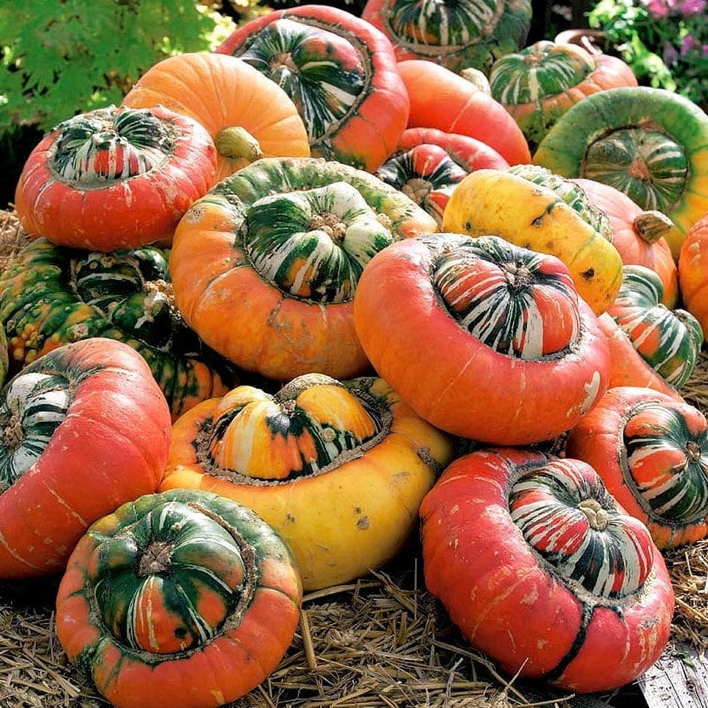 TomorrowSeeds - Turk's Turban Pumpkin Seeds - 40+ Count Packet ...