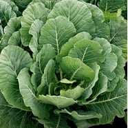 Collard Greens, Georgia Southern Creole Seeds - Walmart.com