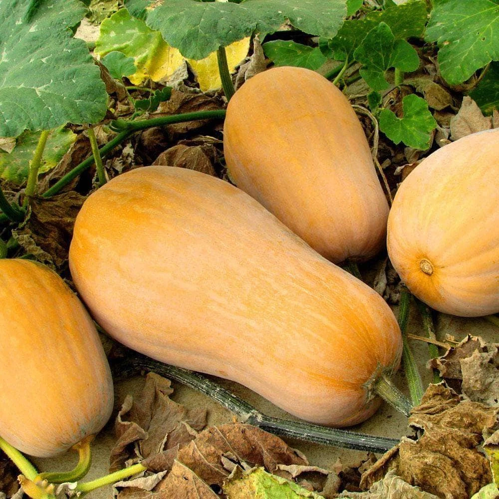 TomorrowSeeds - Waltham Butternut Squash Seeds - 60+ Count - For 2025 ...