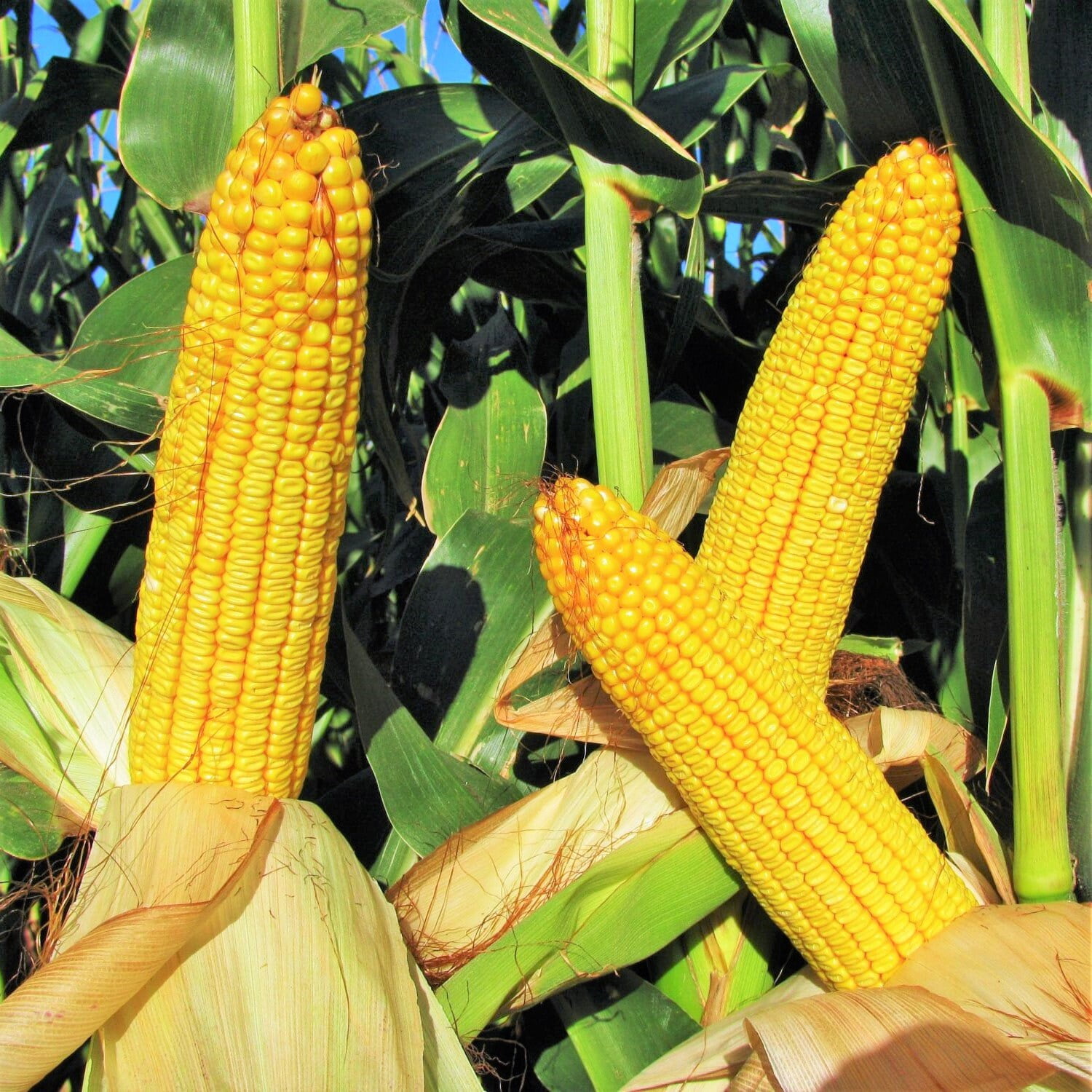 TomorrowSeeds - Wapsie Valley Grazing Corn Seeds - 1 Ounce Bulk - Open ...