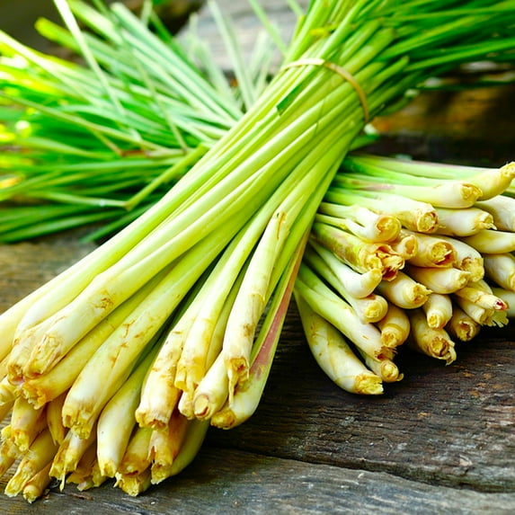 TomorrowSeeds - West Indian Lemongrass Seeds - 1500+ Count - For 2025 ...