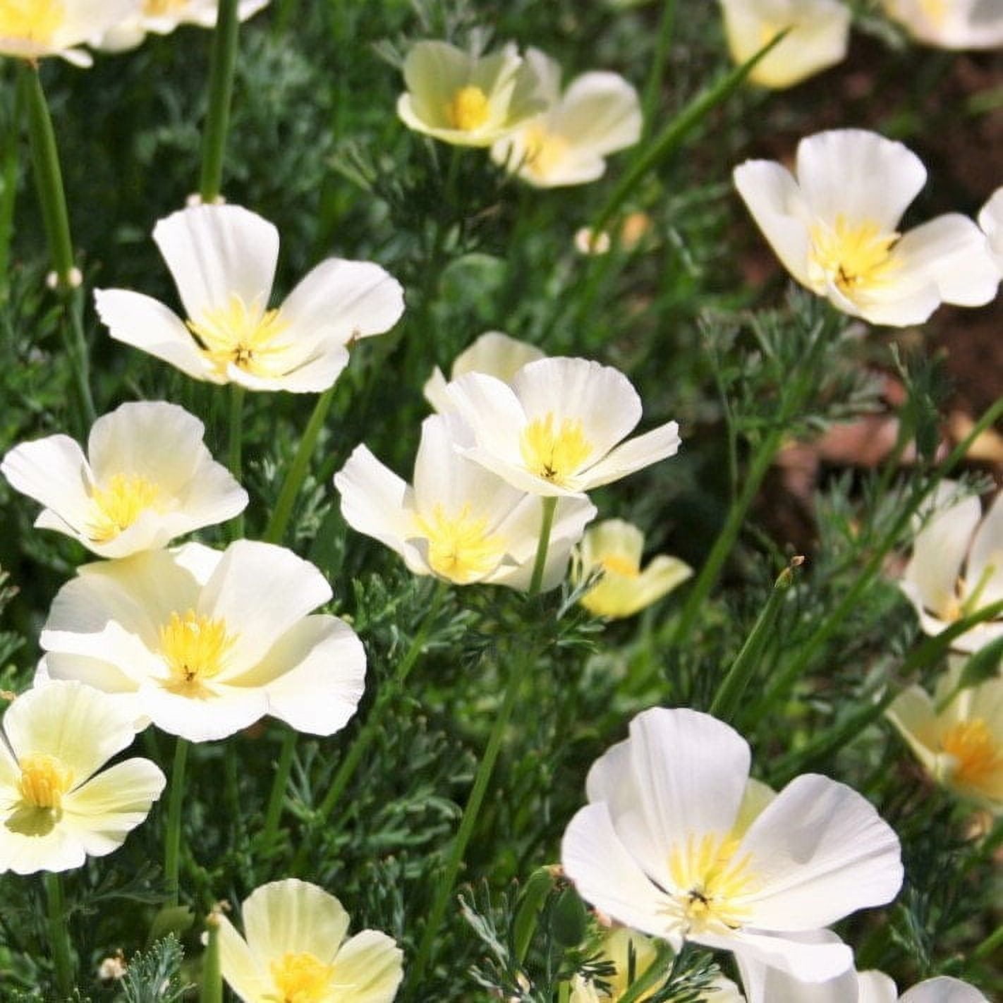 TomorrowSeeds - White Linen California Poppy Seeds - 1500+ Count Packet ...