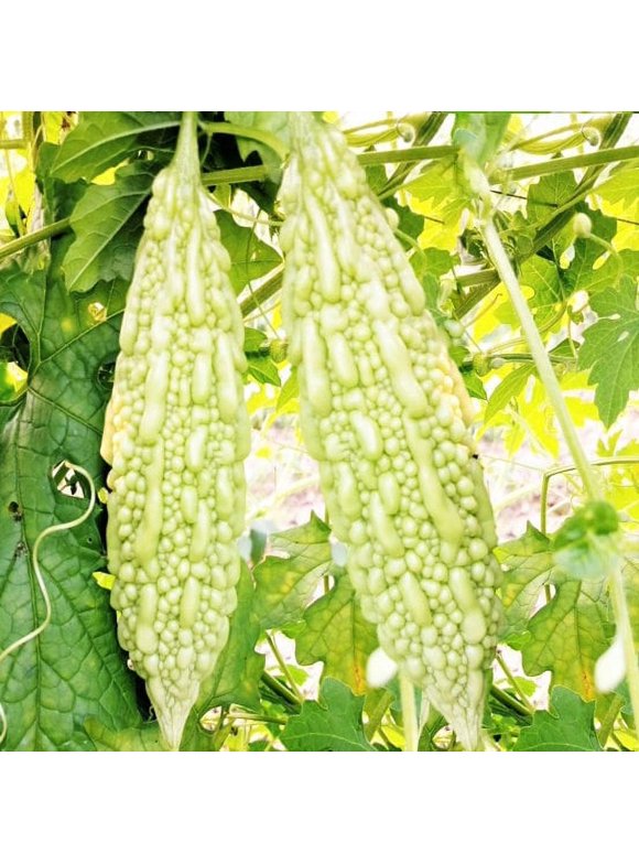 Melon Seeds in Seed Gardening - Walmart.com