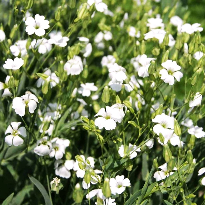 TomorrowSeeds - White Beauty Soapwort Seeds - 3600+ Count - For 2026 ...