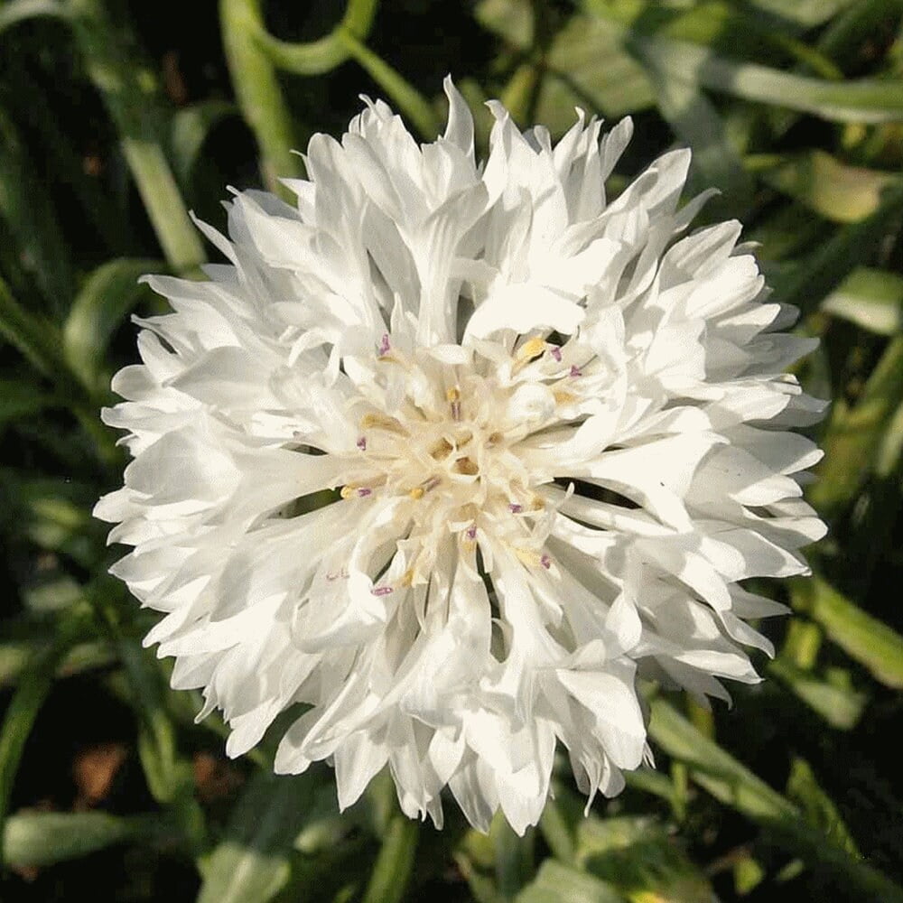 TomorrowSeeds - White Tall Bachelor Button Seeds - 3000+ Count - For ...
