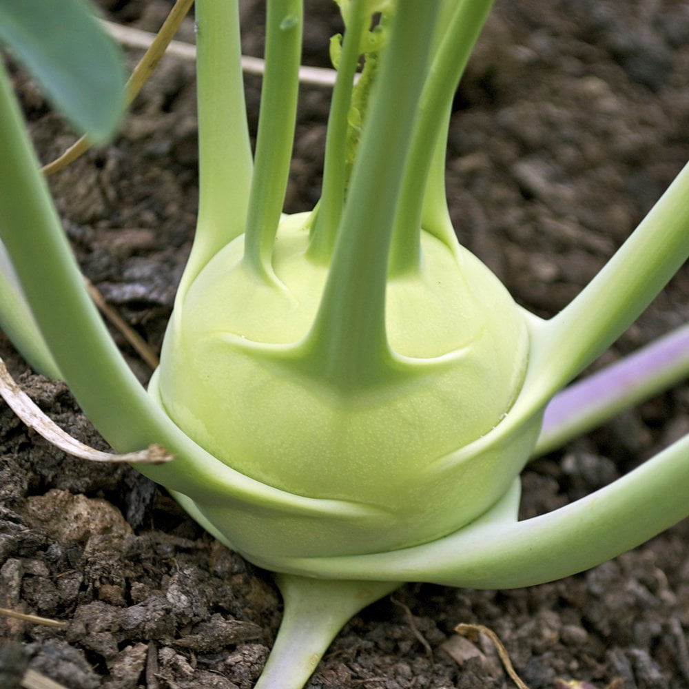 TomorrowSeeds - White Vienna Kohlrabi Seeds - 1000+ Count - For 2026 ...