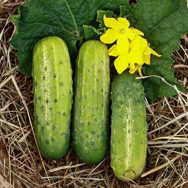 200 Seeds NATIONAL PICKLING CUCUMBER Fruit Cucumis Sativus Seeds ...