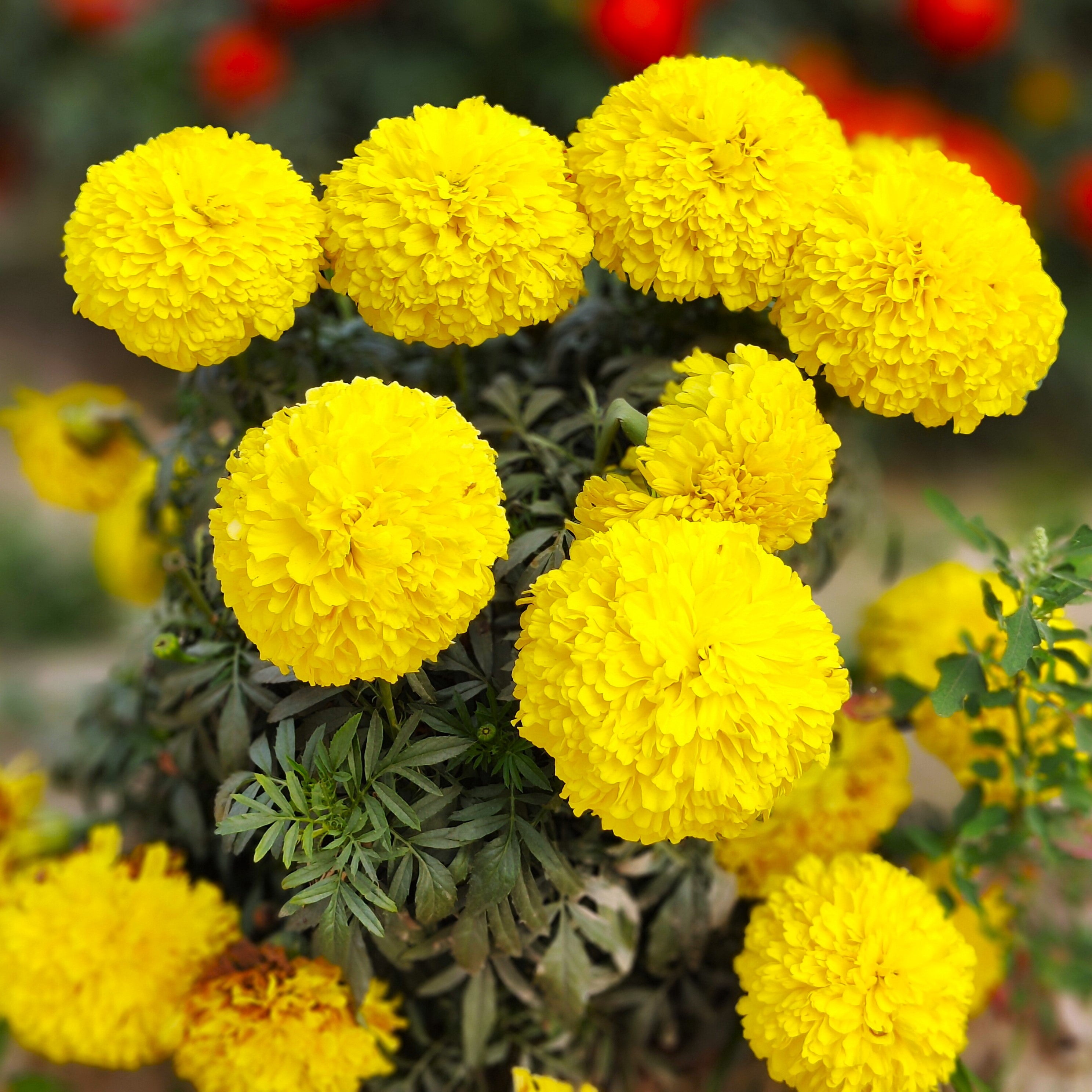 TomorrowSeeds - Yellow Brocade French Marigold Seeds - 1000+ Count ...