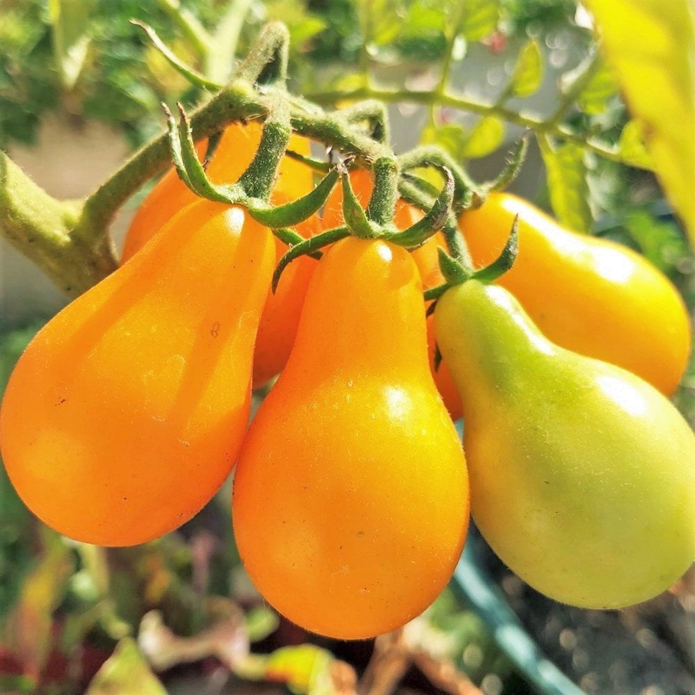 TomorrowSeeds - Yellow Pear Tomato Seeds - 300+ Count Packet ...