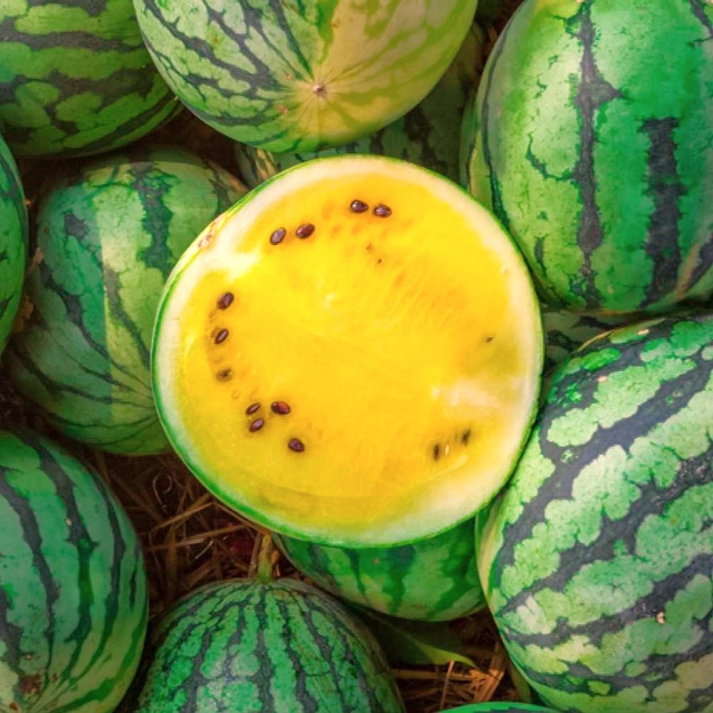 TomorrowSeeds - Yellow Petite Watermelon Seeds - 180+ Count - For 2026 ...