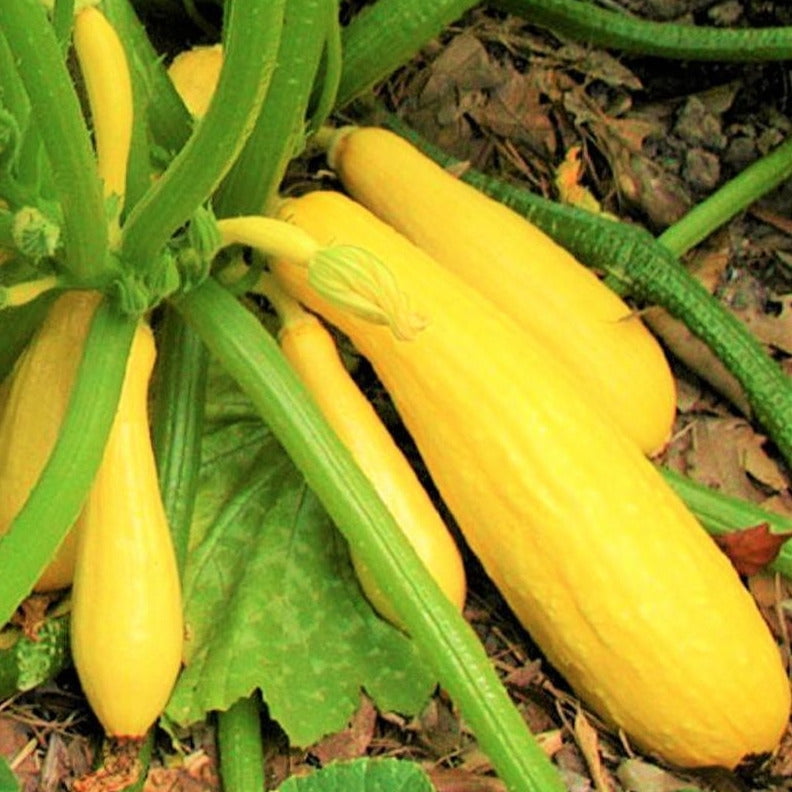 TomorrowSeeds - Yellow Straightneck Squash Seeds - 30+ Count - For 2025 ...