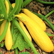 Squash Seeds, Early Prolific Straight Neck Squash, Heirloom, 100 Seeds ...