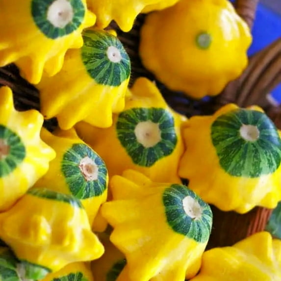 TomorrowSeeds - Yellow and Green Bicolor Patty Pan (Bush Scallop Squash ...