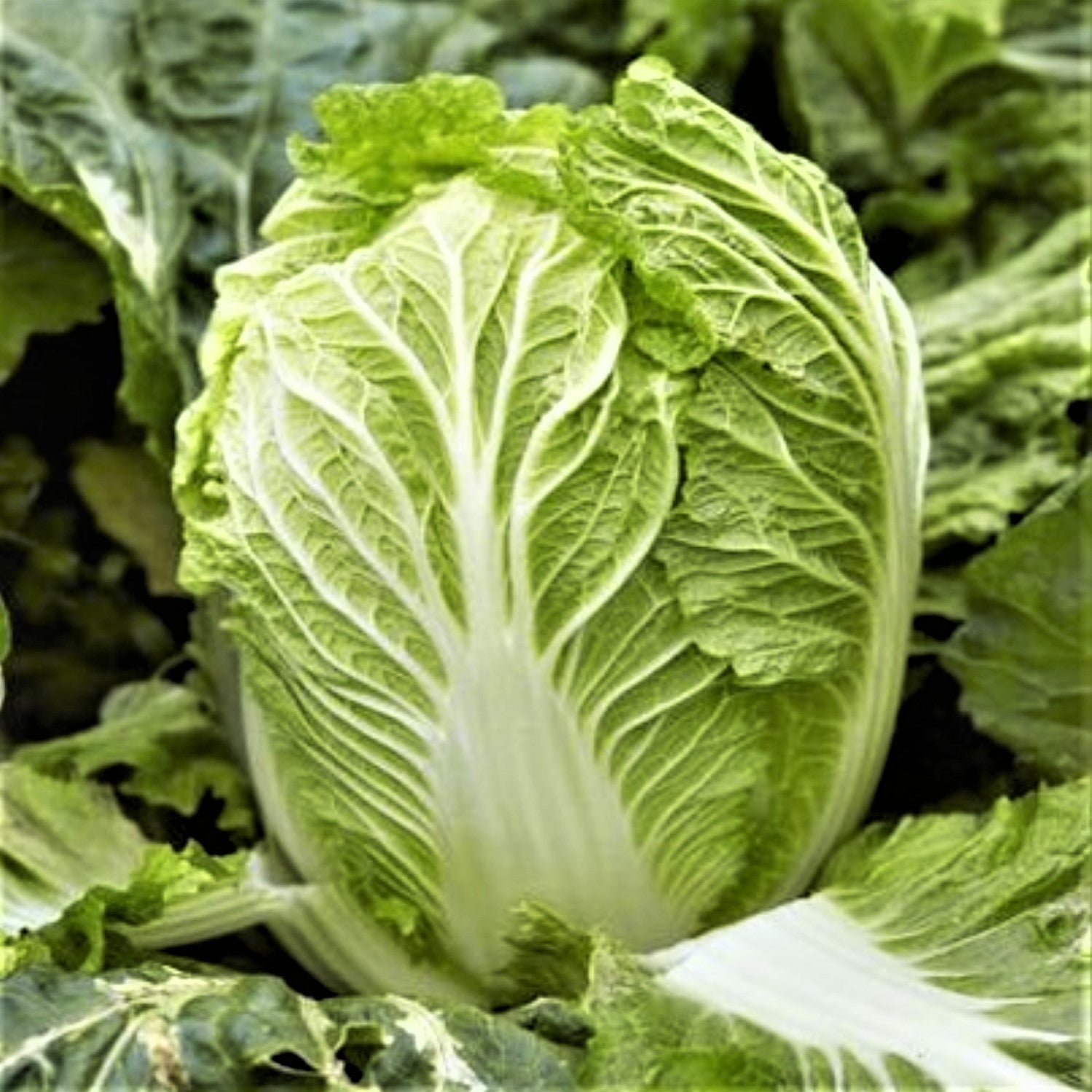 TomorrowSeeds - Yong Chinese Napa Cabbage Seeds - 500+ Count - For 2025 ...