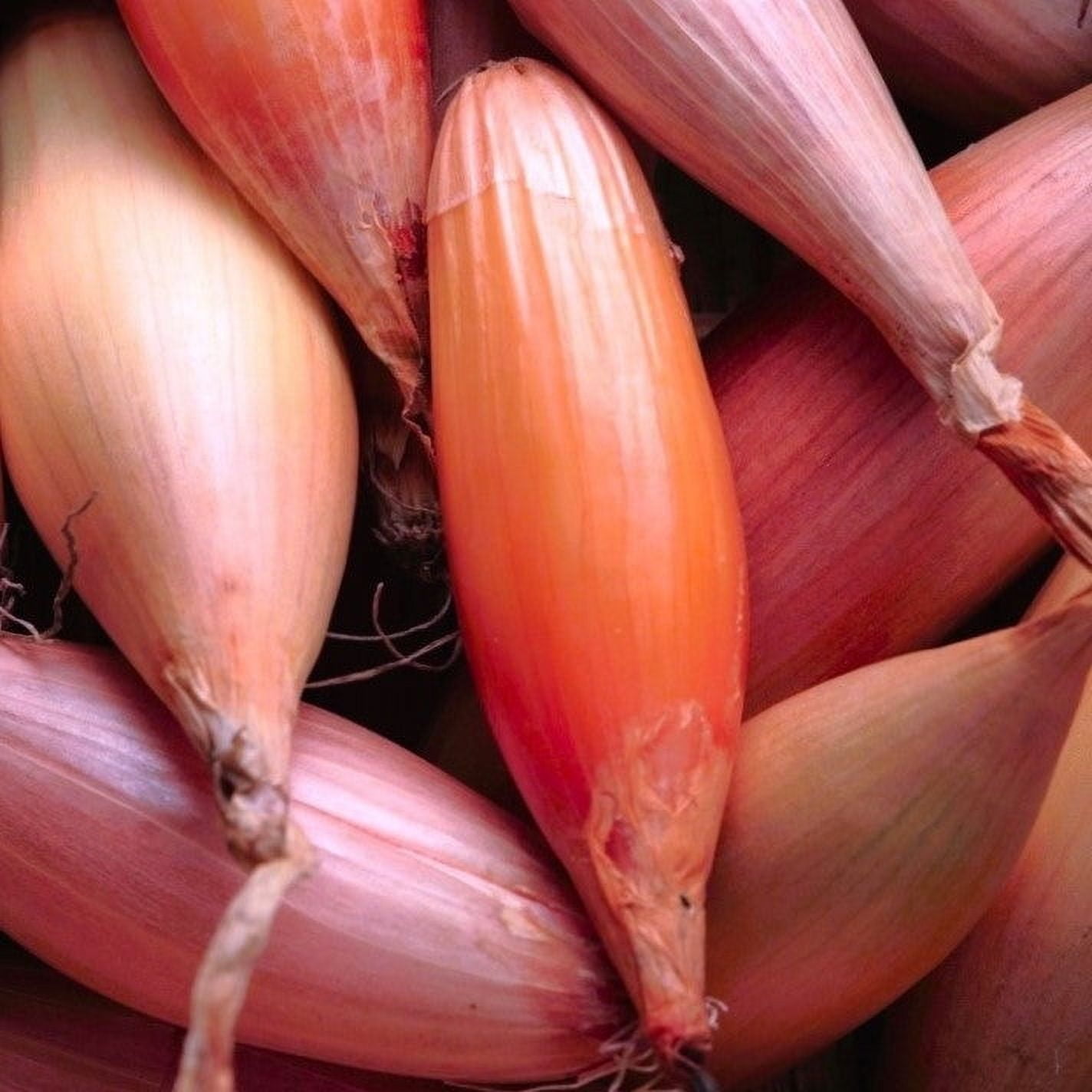 TomorrowSeeds - Zebrune Shallot Seeds - 600+ Count - For 2026 Planting ...