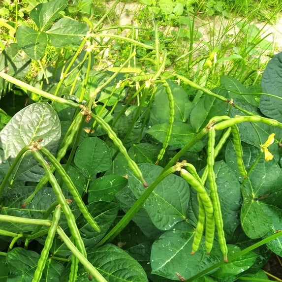 TomorrowSeeds - Zipper Cream Pea (Treated) Seeds - 300+ Count - For ...
