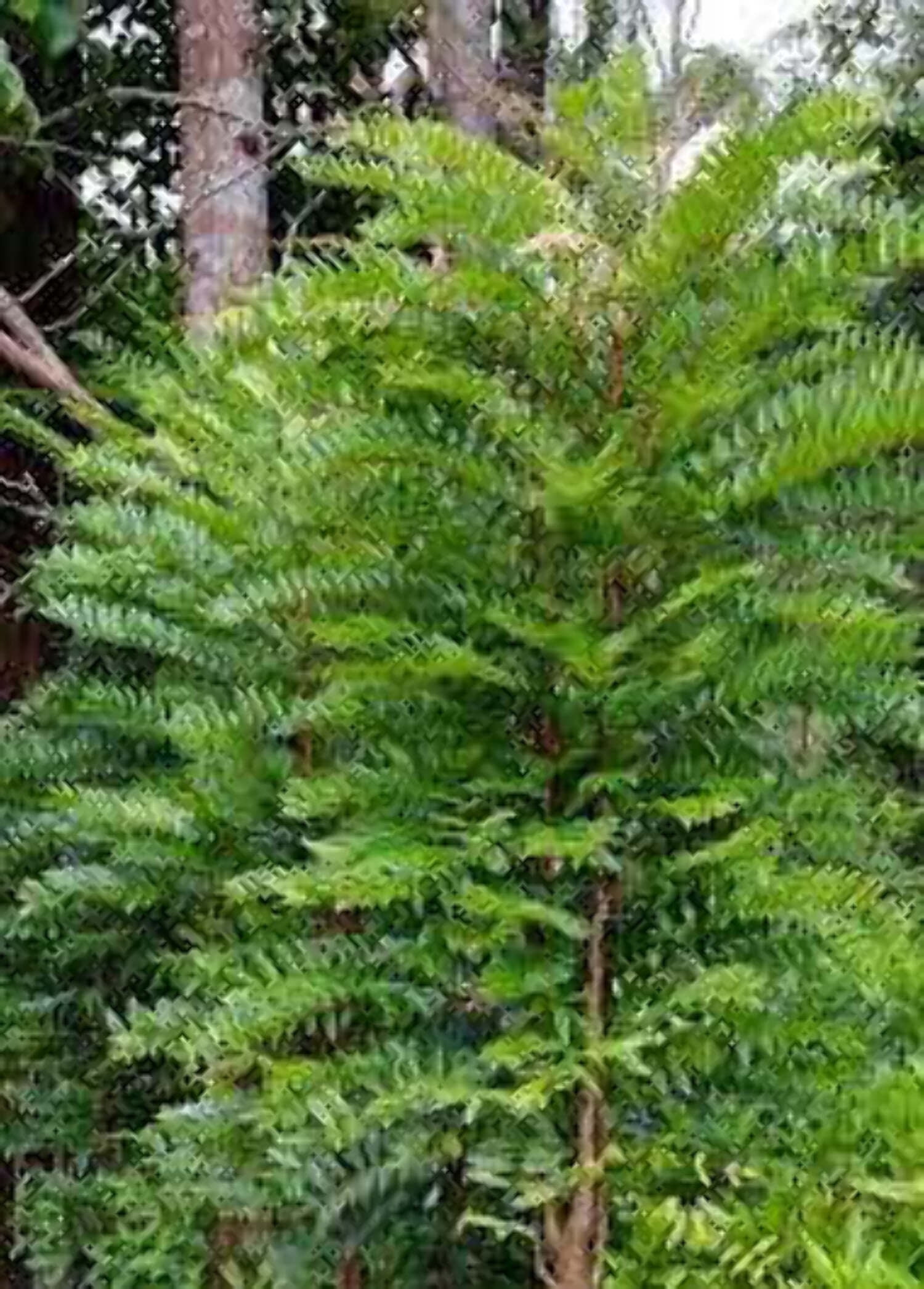 TongKat Ali (Eurycoma Longifolia) - Walmart.com