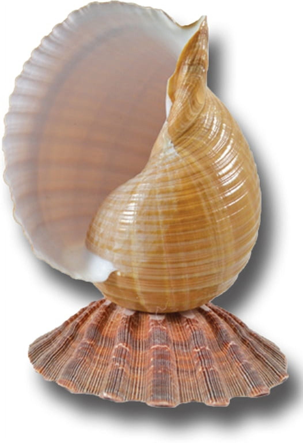 Tonna Shell on Lion's Paw Shell LED Lamp - Walmart.com