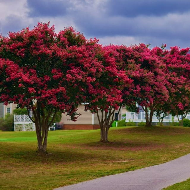 Tonto Fuchsia-Red Crape Myrtle Tree Dwarf Form - Heat & Drought ...