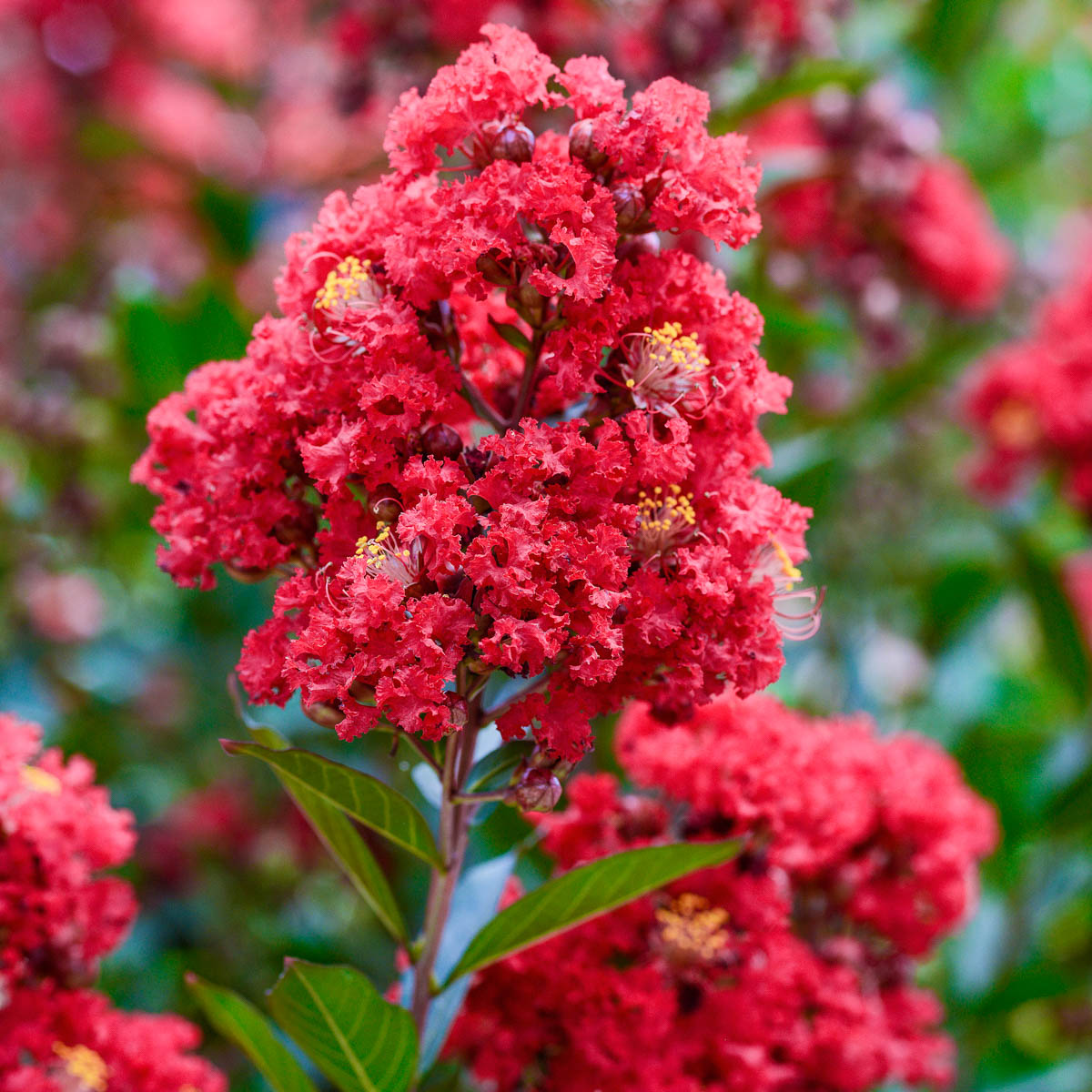 Crape Myrtle Hedge Shrub, Dynamite Red Flowers, Starter Plant - Walmart.com