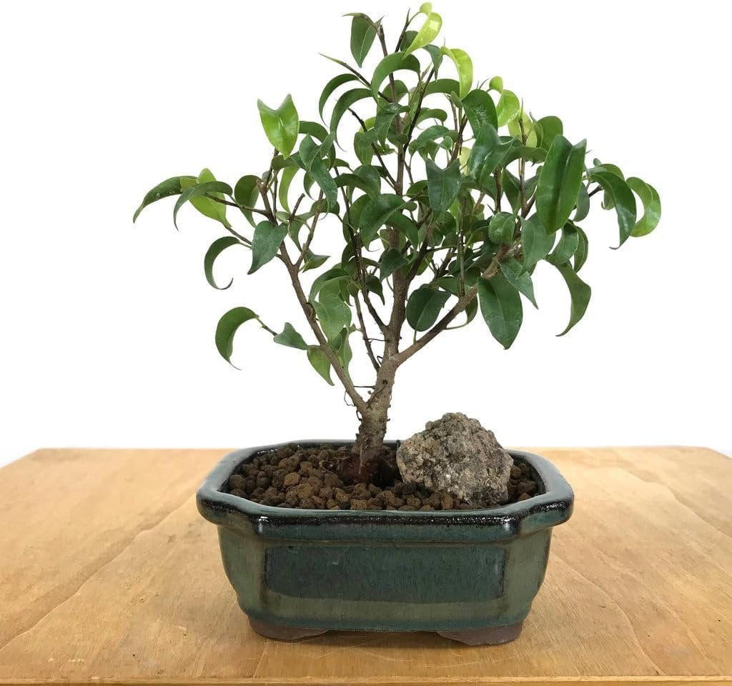 Too Little Ficus Tree - Live Starter Plant in a 2 Inch Pot - Ficus ...