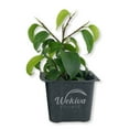Too Little Ficus Tree - Live Starter Plant in a 2 Inch Pot - Ficus ...
