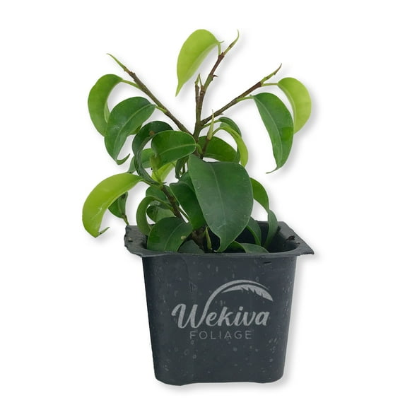 Too Little Ficus Tree - Live Starter Plant in a 2 Inch Pot - Ficus ...
