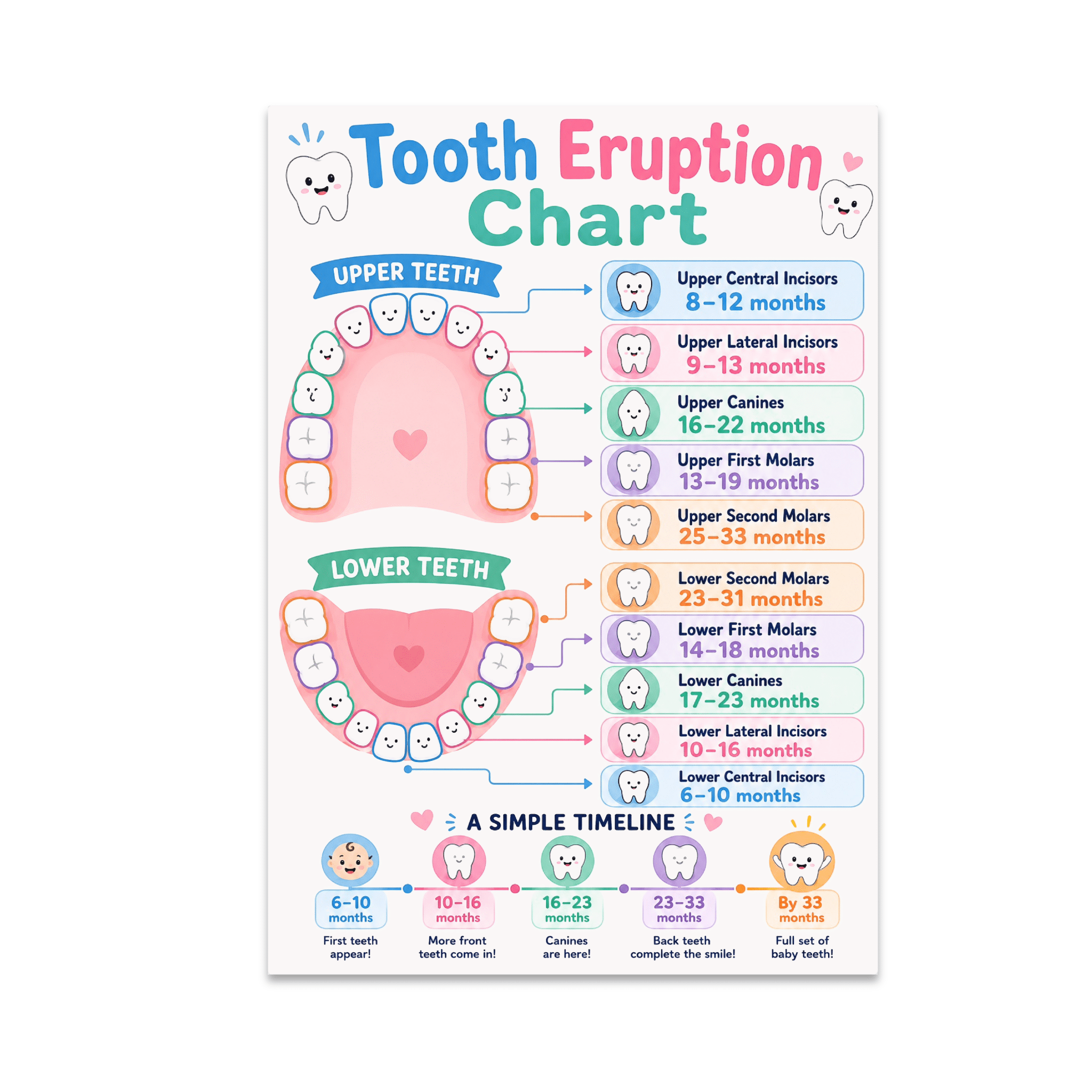 Tooth Eruption Chart Infographic - Parents and Children - 13x19 Poster ...