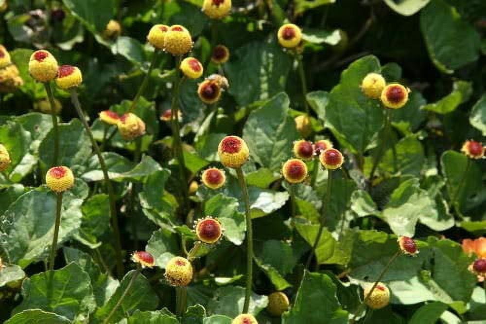 Toothache/Eyeball Plant Spilanthes Oleracea Flower Seeds Red Yellow ...