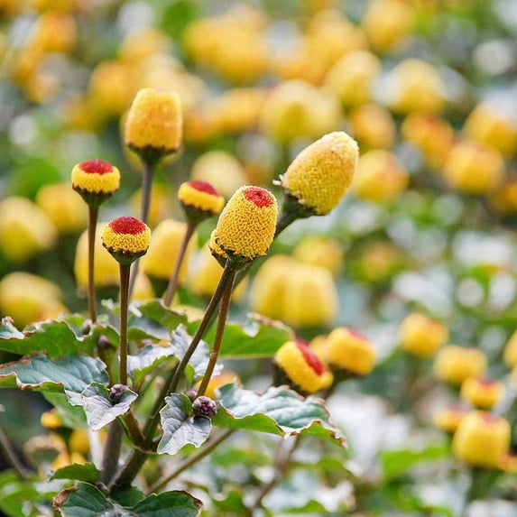 Toothache Plant Seeds - Eyeball Plant Herb Seed - 10000 Seeds - Walmart.com