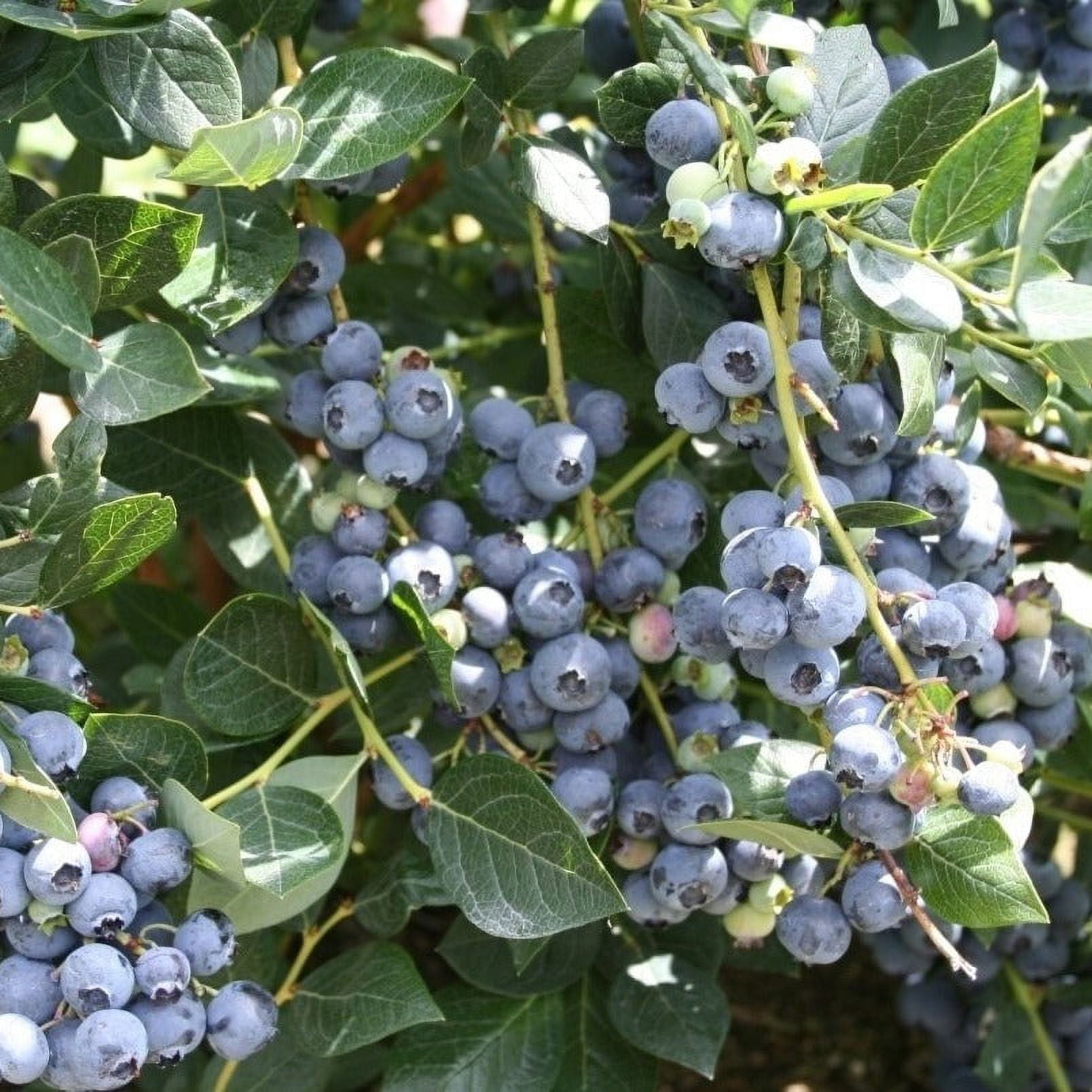 Top Hat Blueberry Bush - Very Cold Hardy Blueberry Shrub - Walmart.com