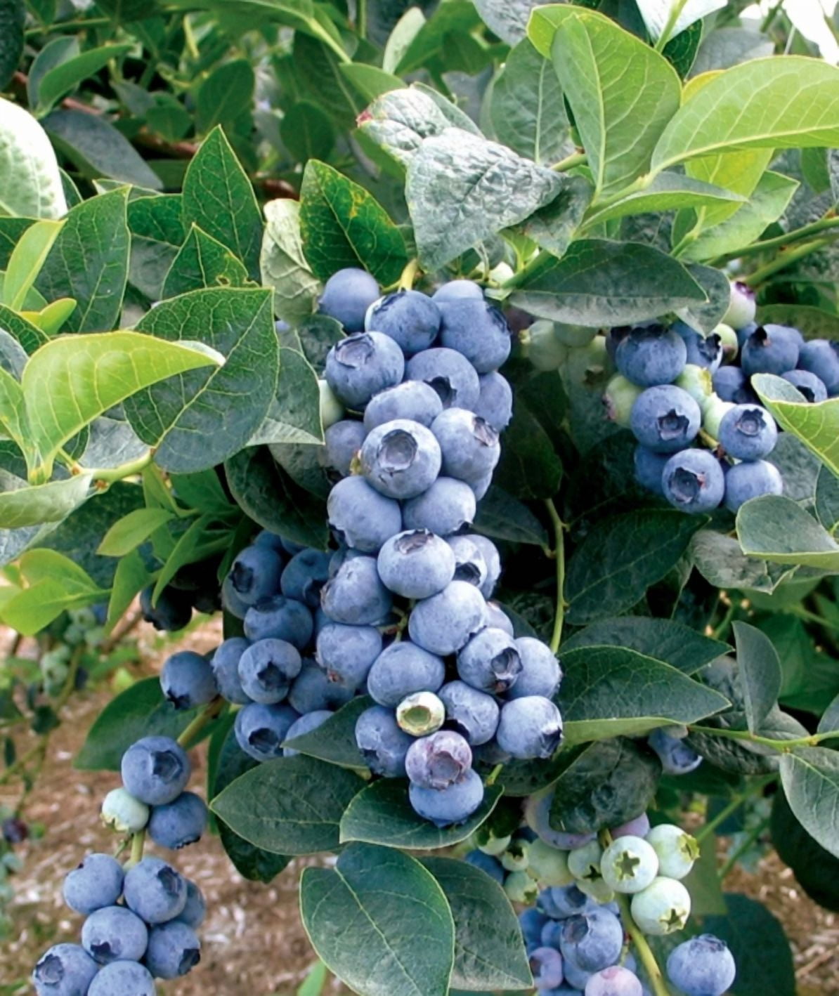 Top Hat Blueberry Plant Live, Dwarf Blueberry Starter Bush for Garden ...