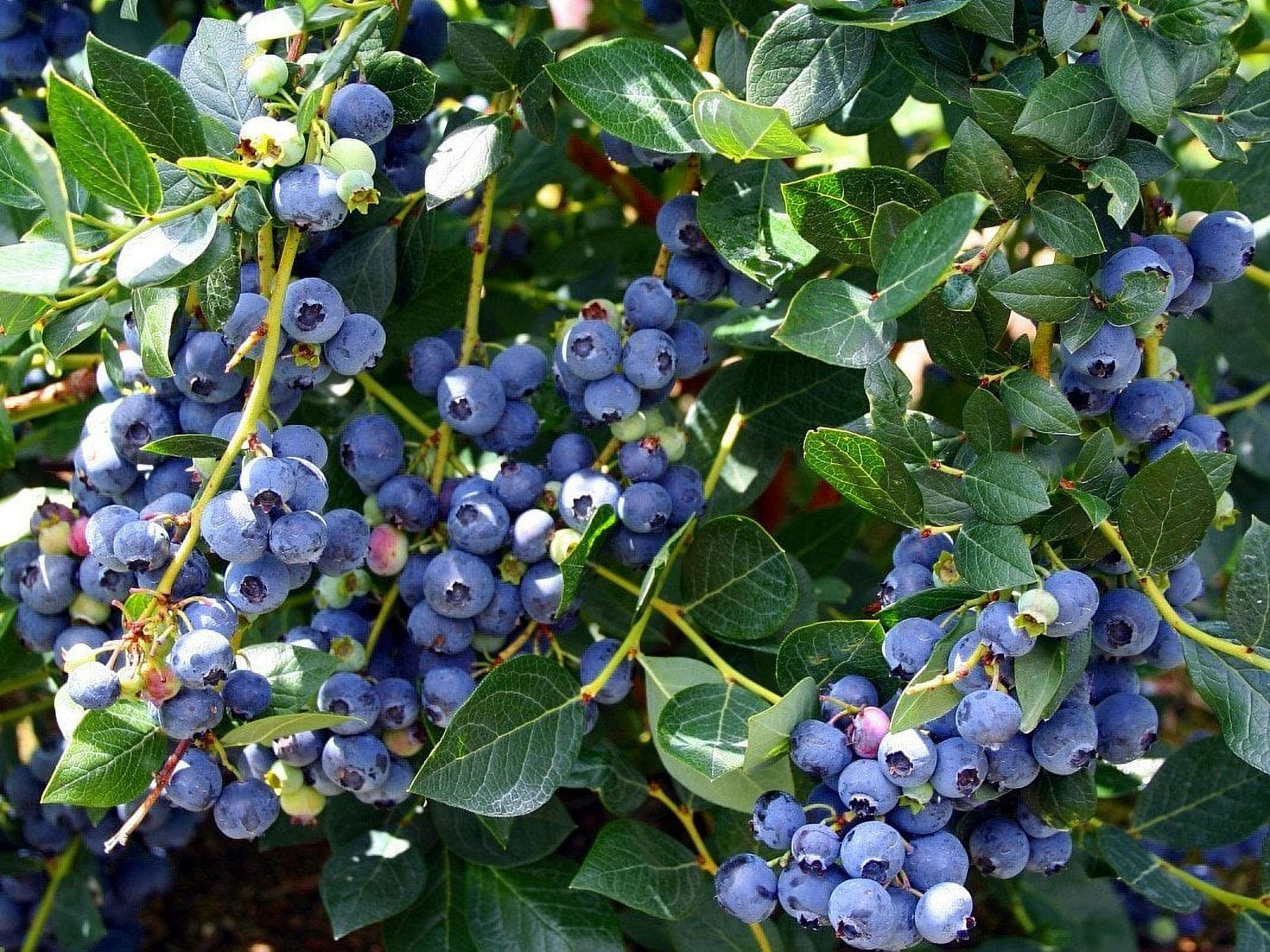 Top Hat Dwarf Blueberry Plant - Bonsai/Patio/Outdoors - 2.5" Pot ...