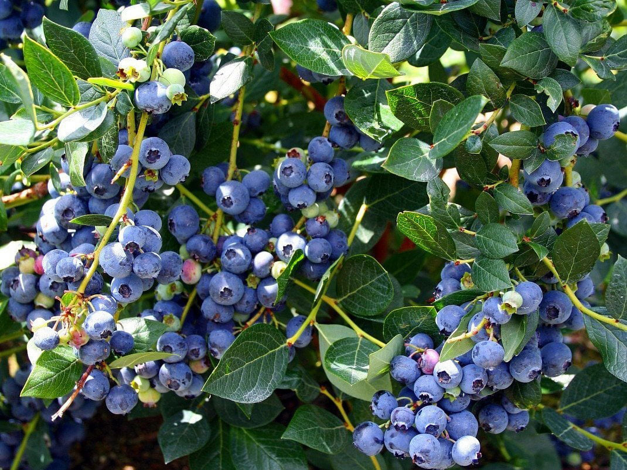 "Top Hat Dwarf Blueberry Plant - Live Garden Bonsai/Patio/Outdoors - 2. ...