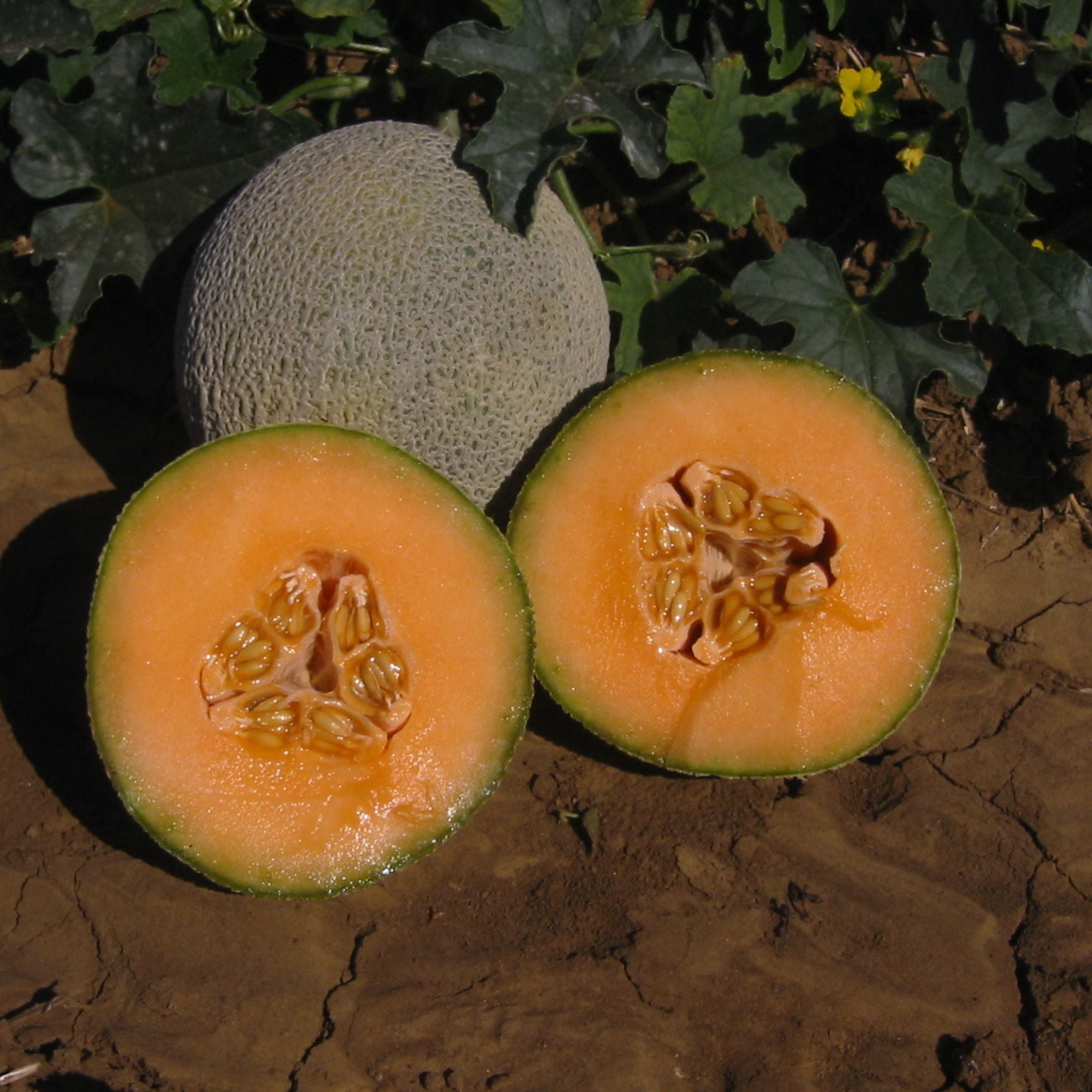 Top Mark Melon Seeds 1 Lb ~19,840 Seeds – High-Yield, Heat-Tolerant ...