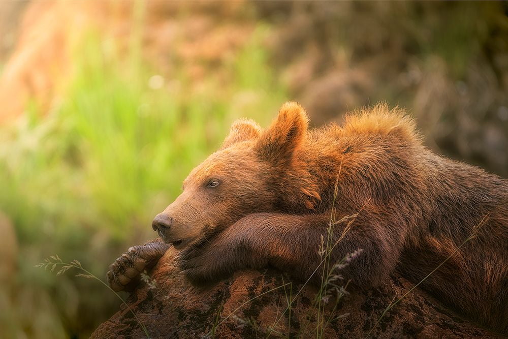 Top Model. Poster Print - Sergio Saavedra Ruiz (24 x 18) - Walmart.com