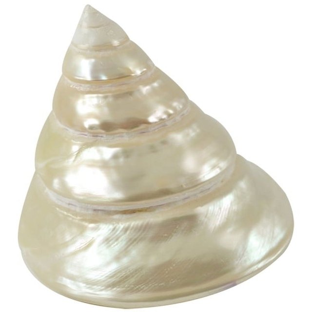 Top Pearled Shell (Trochus Niloticus) 2.5-3.5" Ivory - Walmart.com