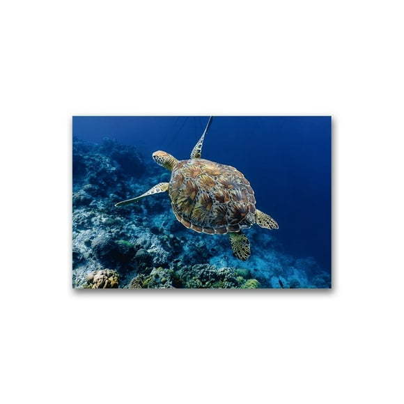 Sea Turtle Poster